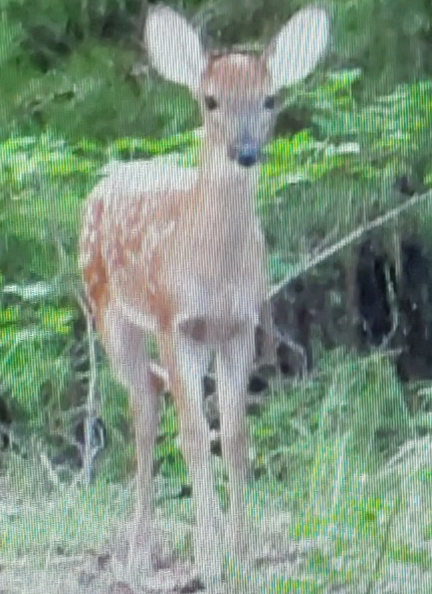Oh, Deer – Spinning Romance